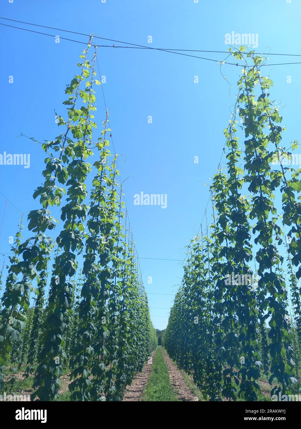 Hop dome hi-res stock photography and images - Alamy