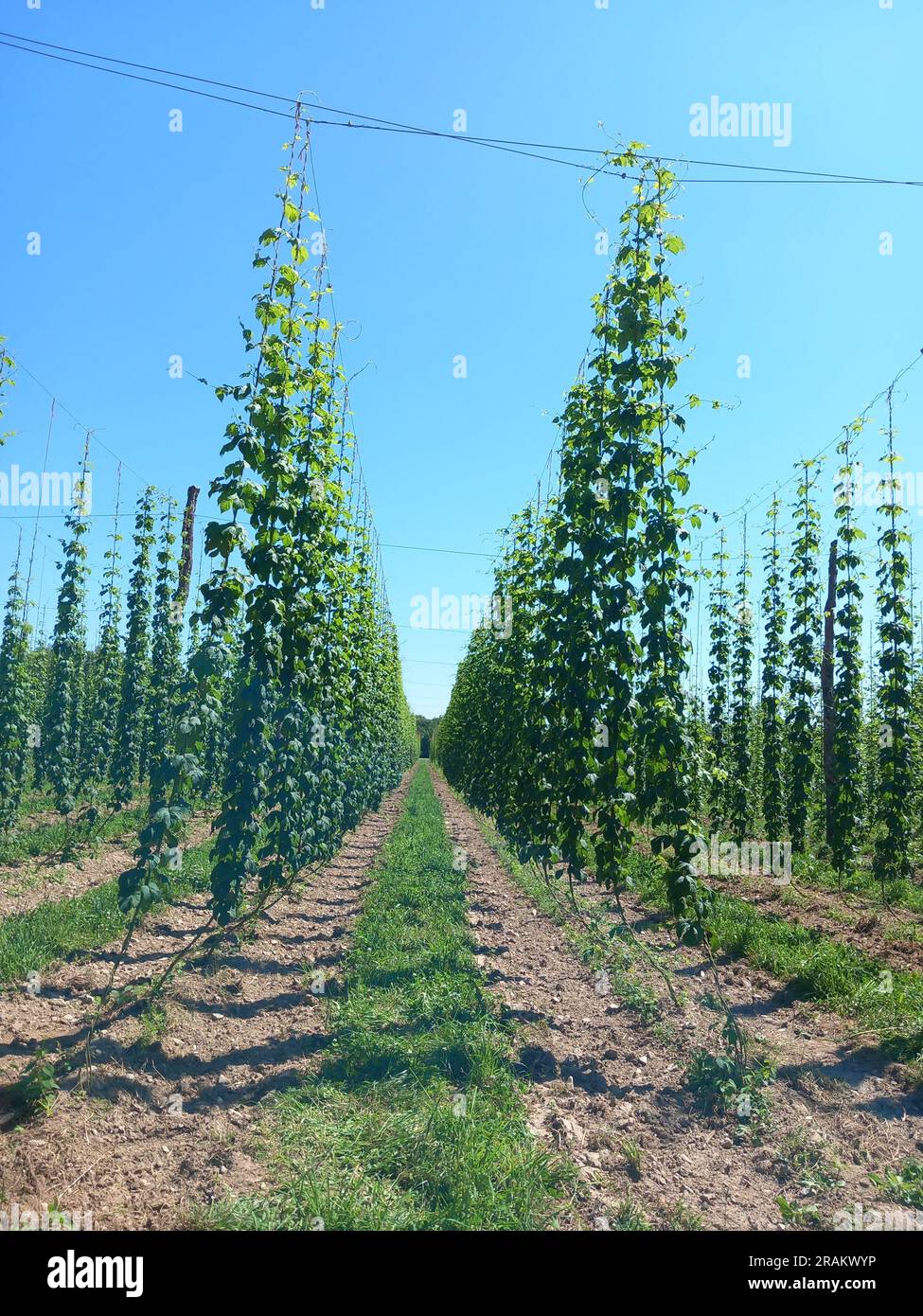 Hop dome hi-res stock photography and images - Alamy