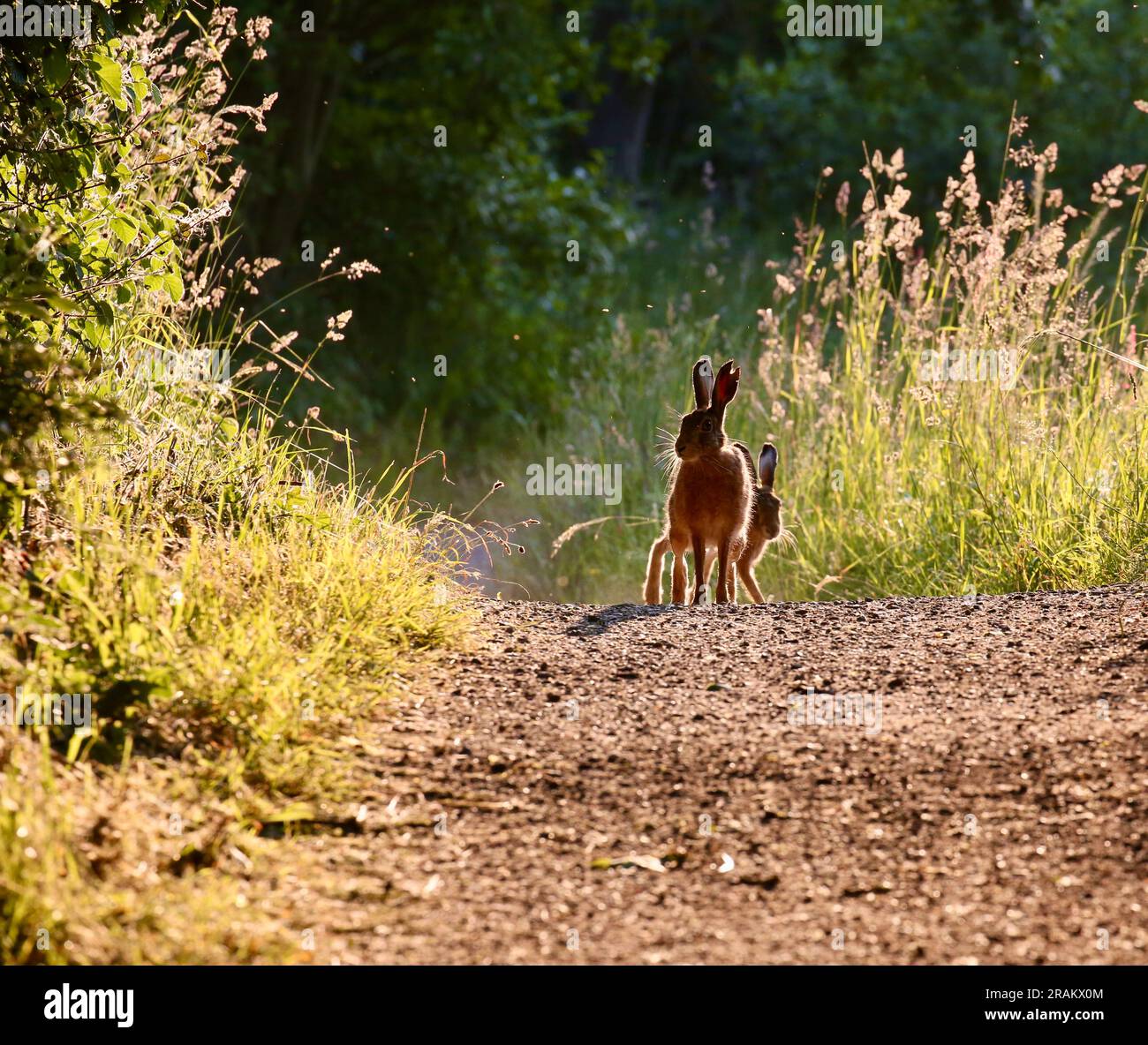 Hares in sunshine hi-res stock photography and images - Alamy
