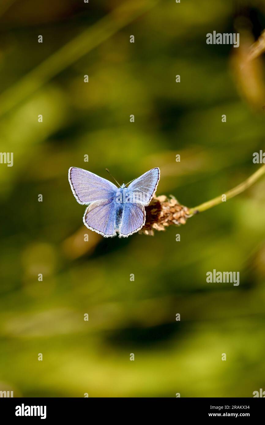 Common blue butterfly Stock Photo - Alamy
