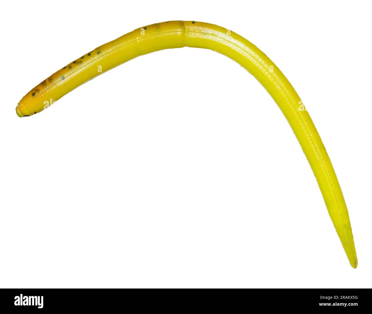 Large artificial yellow fishing worm used for freshwater fish like ...