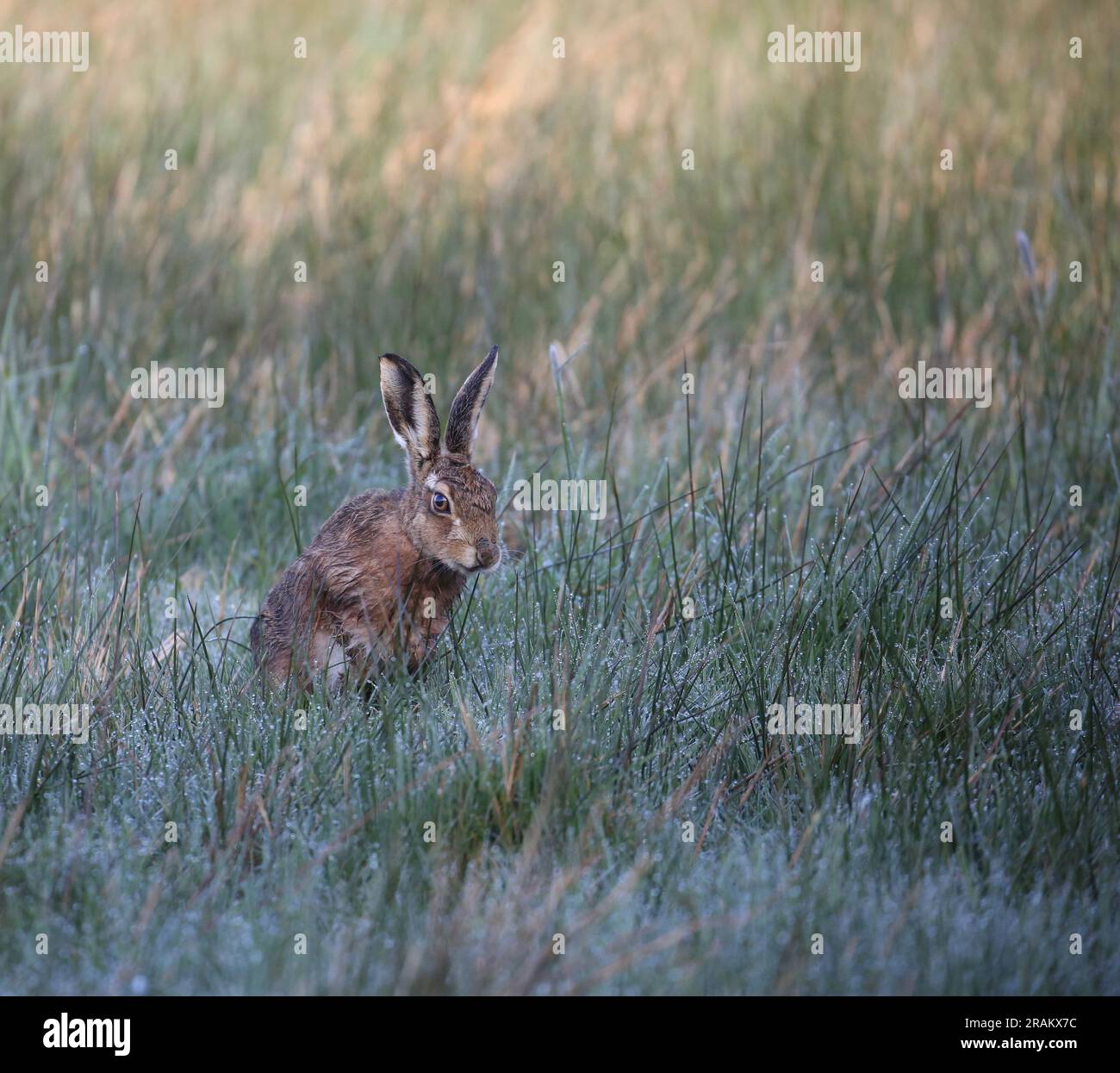 Hare furry hi-res stock photography and images - Alamy