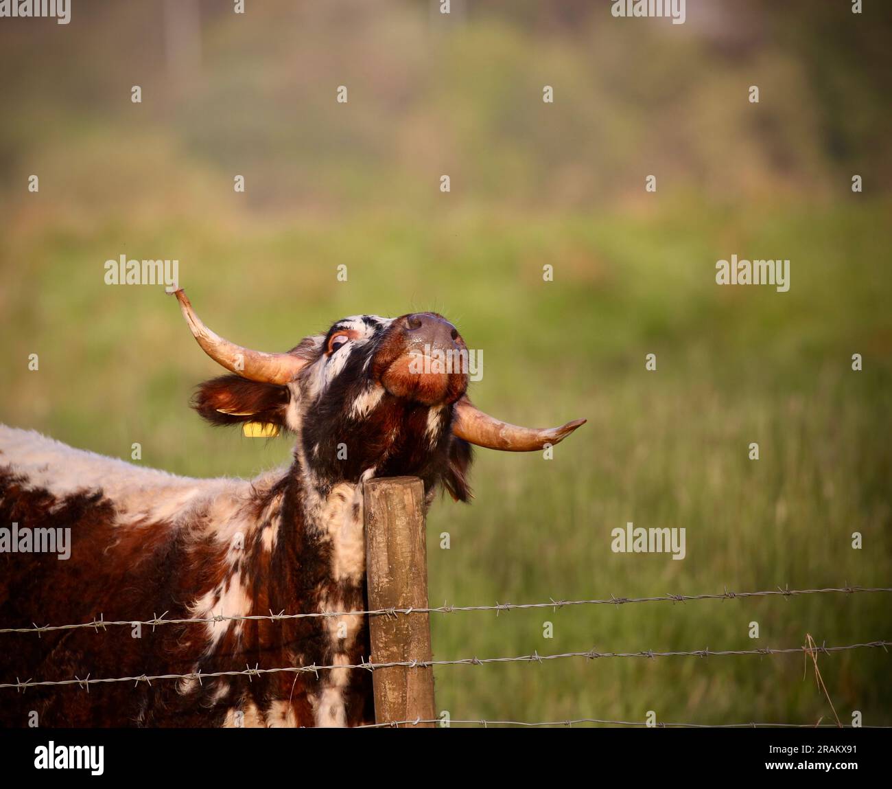 English longhorn cow Stock Photo - Alamy