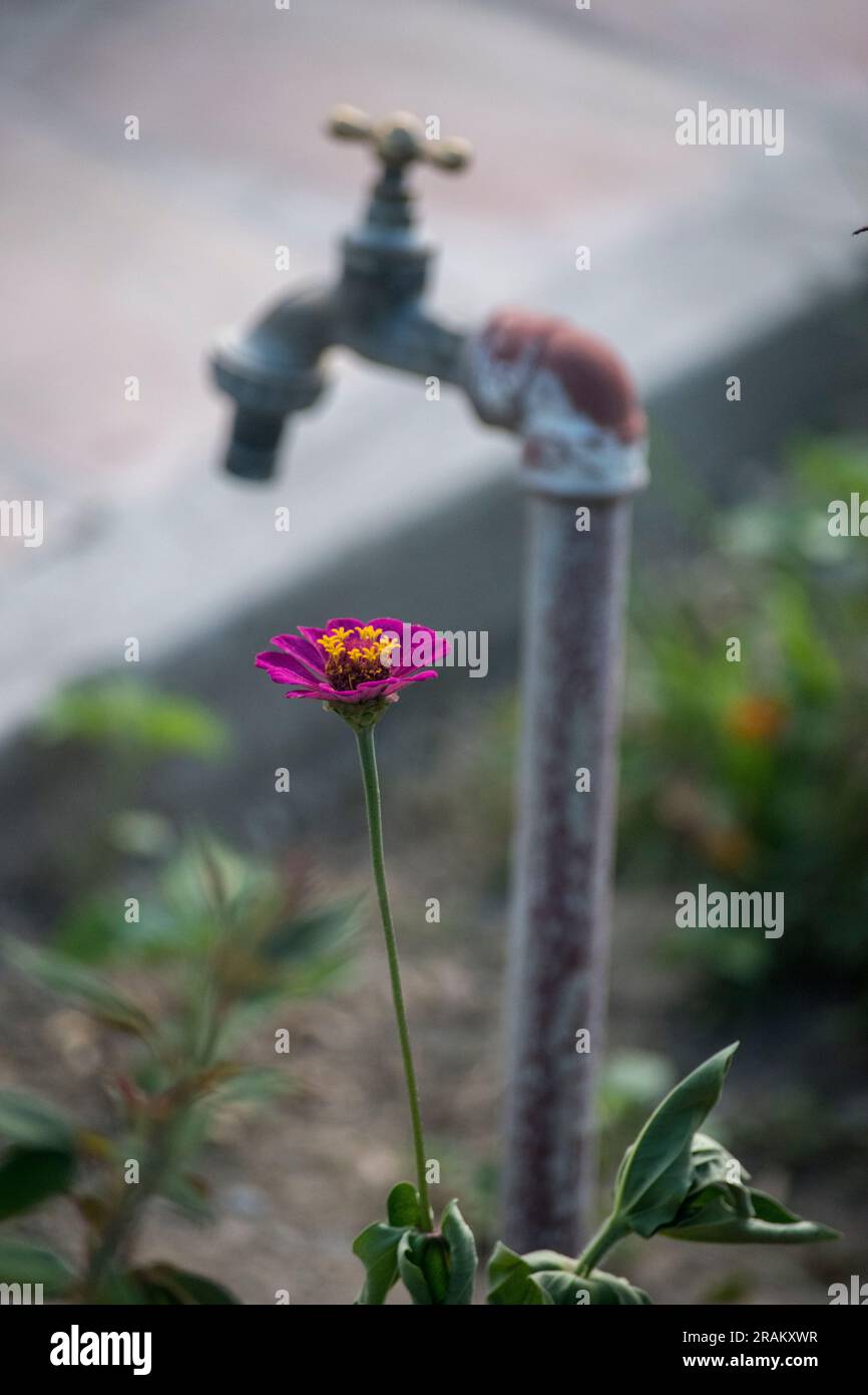 Gerbera patio hi-res stock photography and images - Alamy