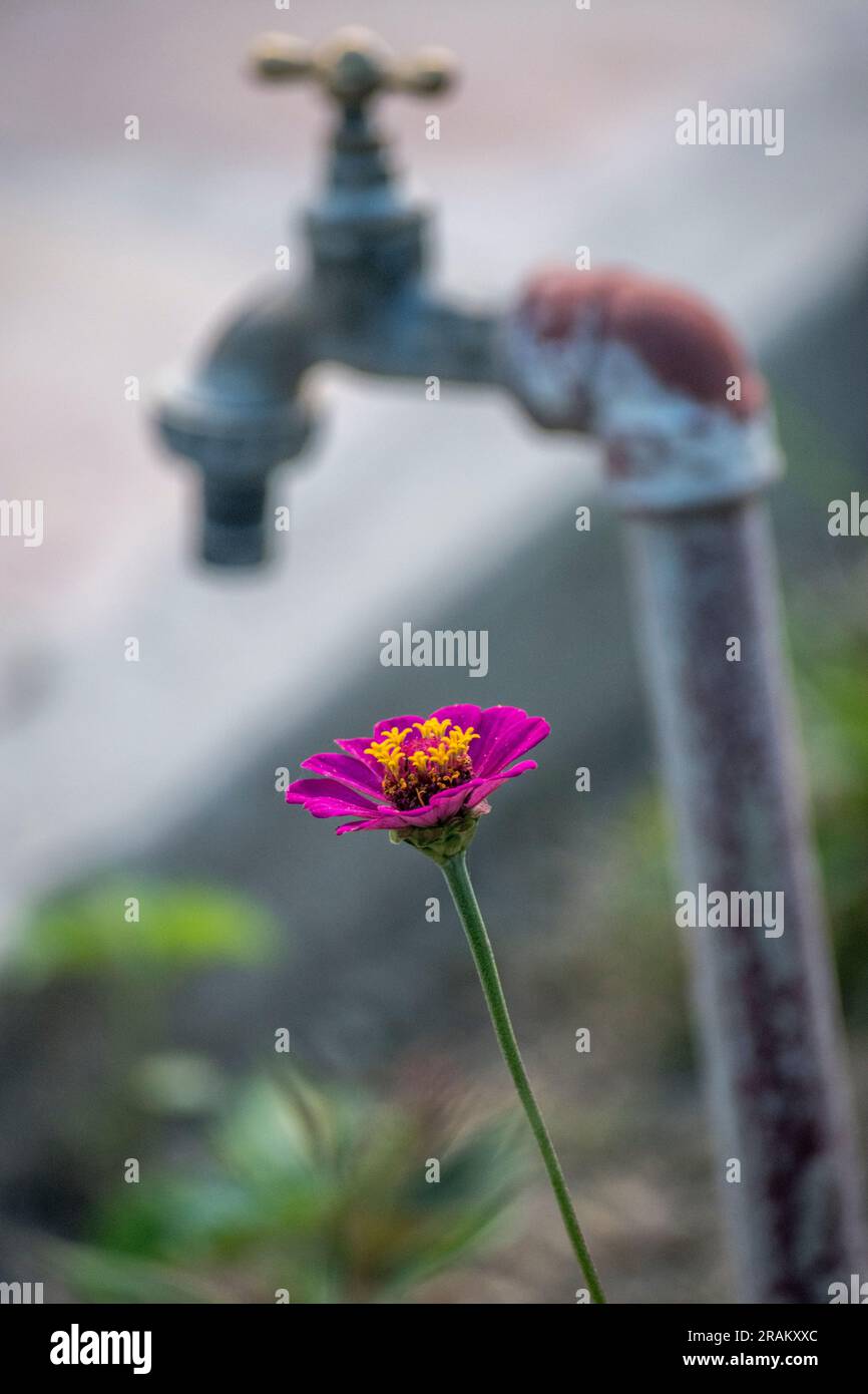 Gerbera patio hi-res stock photography and images - Alamy