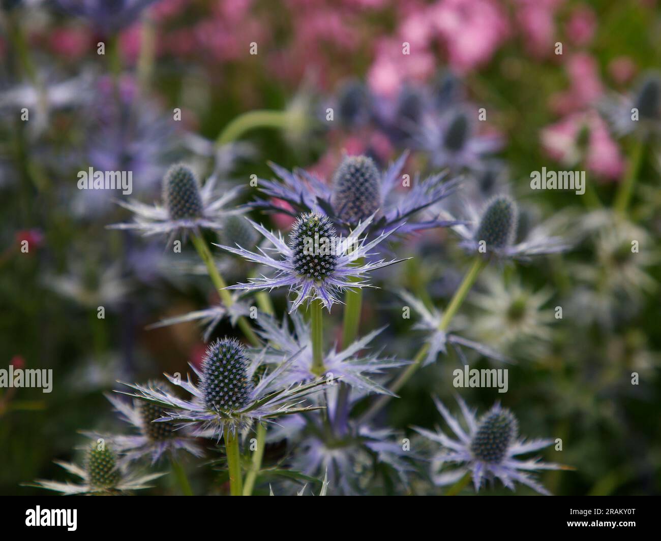 Closeup of the flowering garden plant Eryngium Big Blue Stock Photo - Alamy