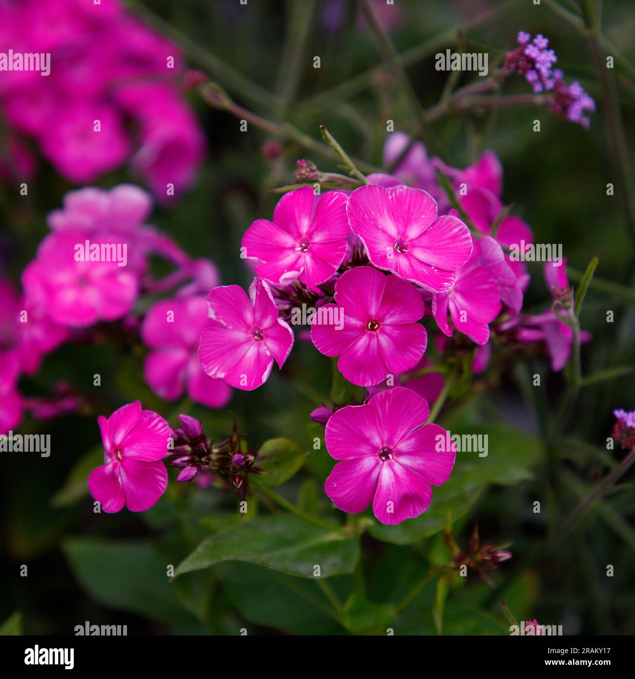 Closeup of the flowers of the garden perennial Phlox Famous Purple ...