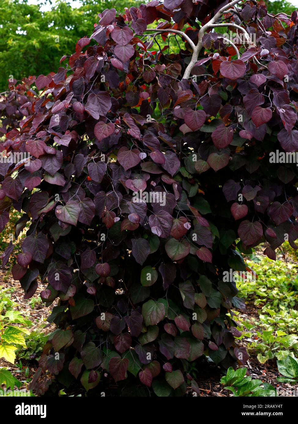 Wheeping tree hi-res stock photography and images - Alamy