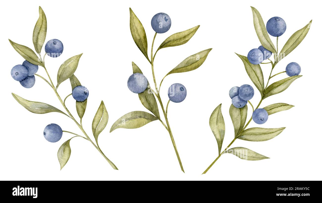 Blueberry Plant Drawing