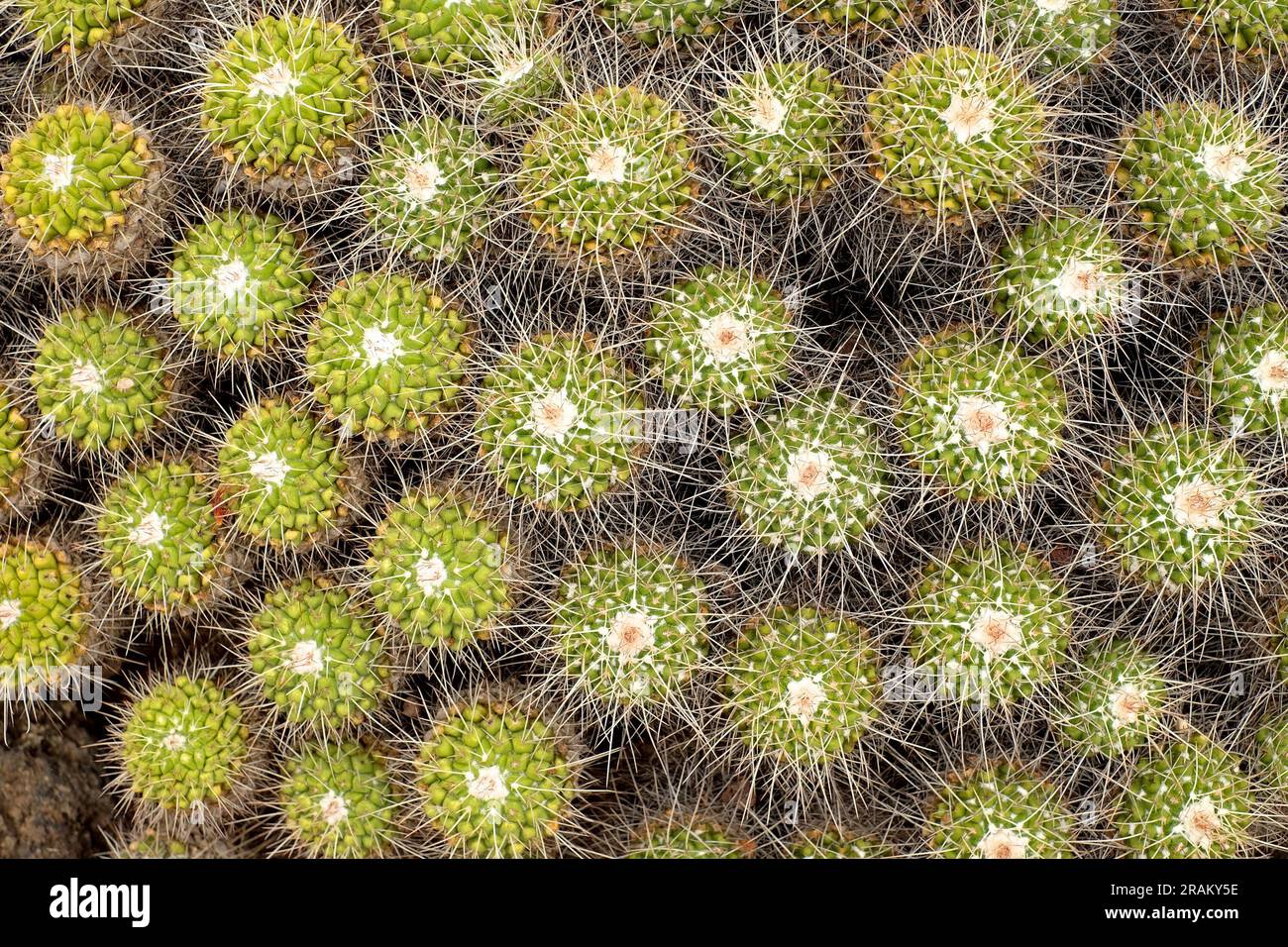Cactus top view graphic pattern for backdrop or background design Stock ...