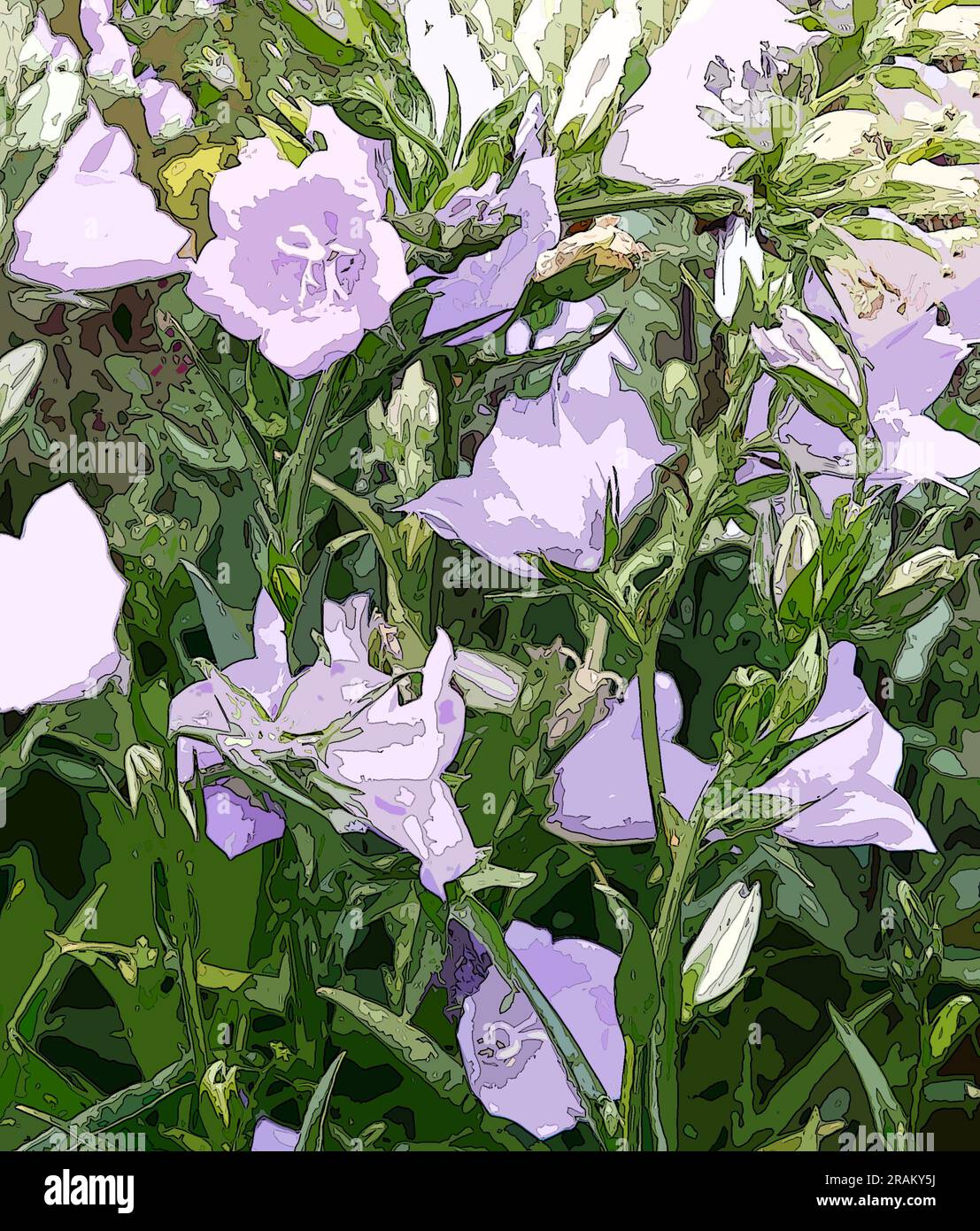 Closeup Illustration Campanula takion blue Stock Photo - Alamy