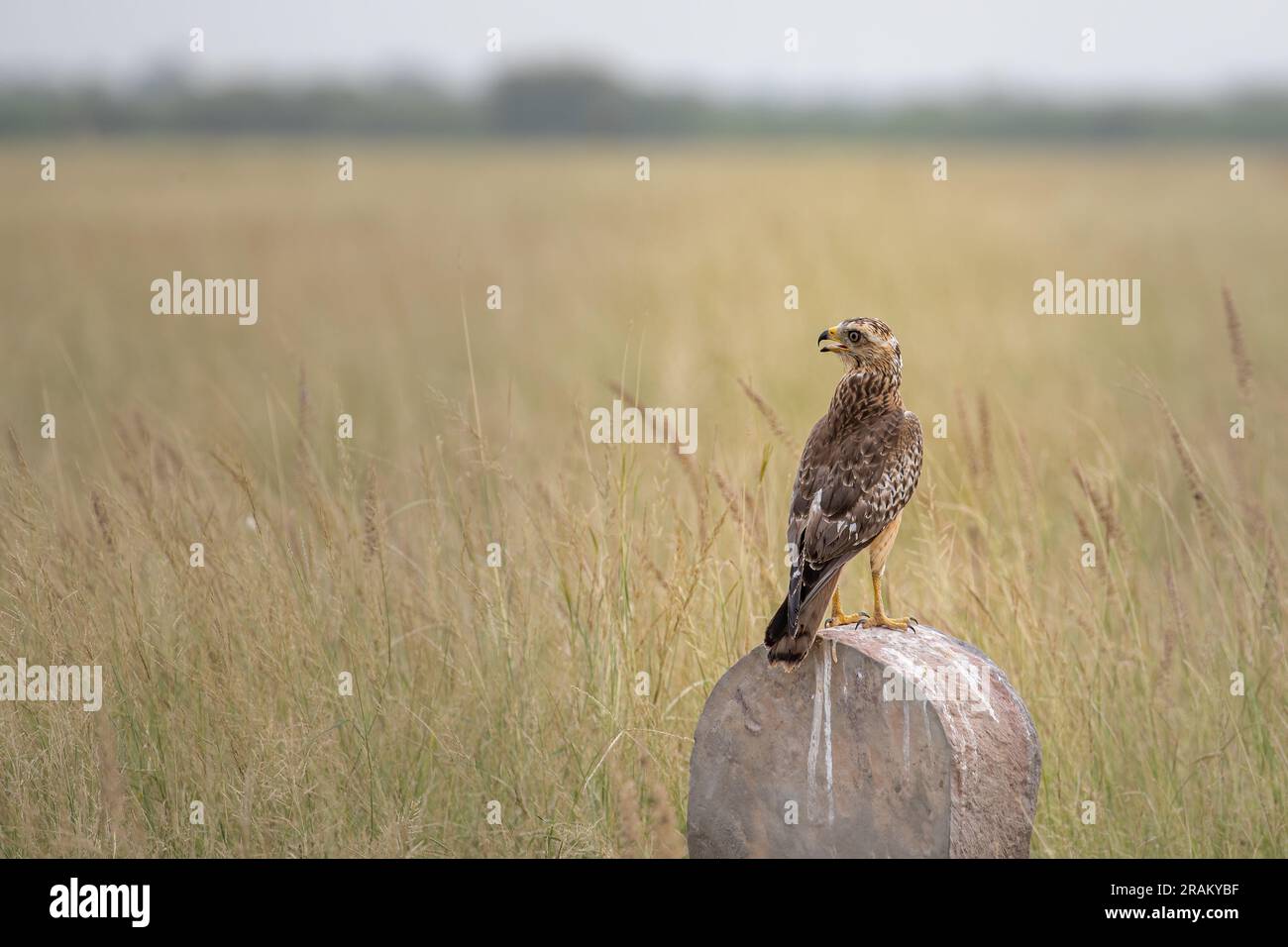 A White Eye Buzzard looking back from pillar in a grass land Stock ...