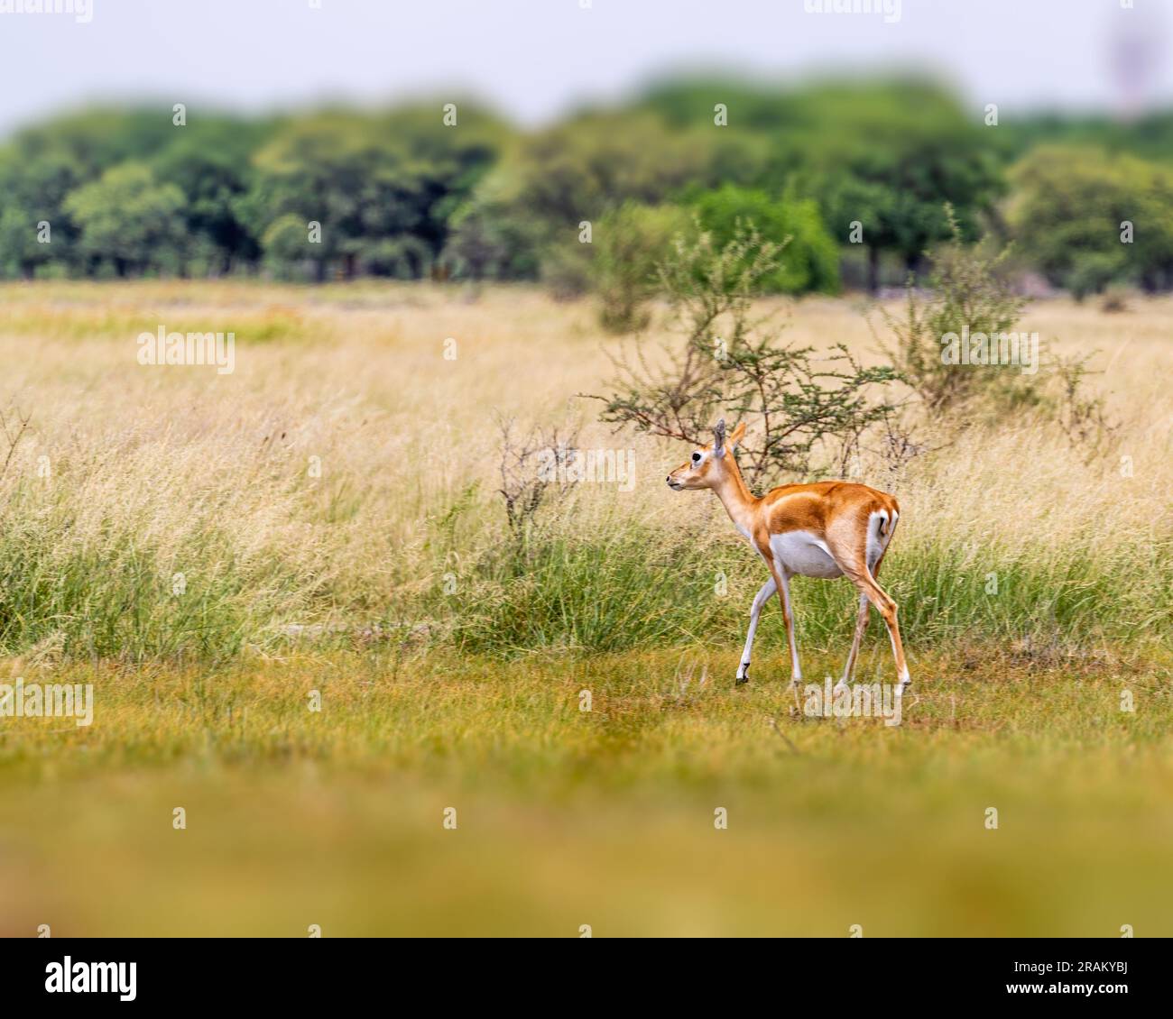 Black roe buck hi-res stock photography and images - Alamy