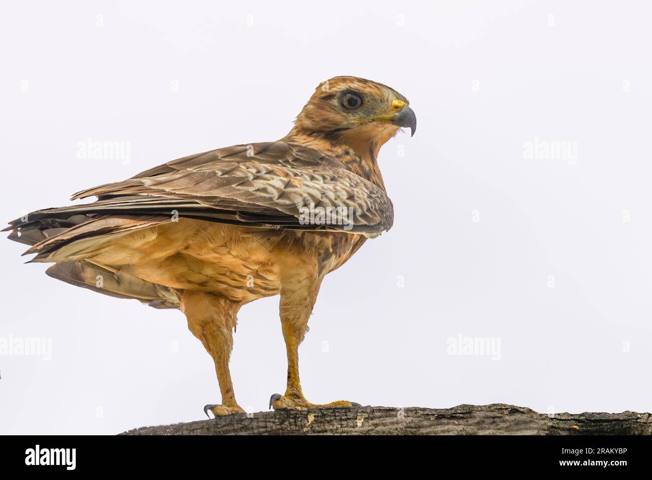 A White Eye Buzzard looking back from tree Stock Photo - Alamy