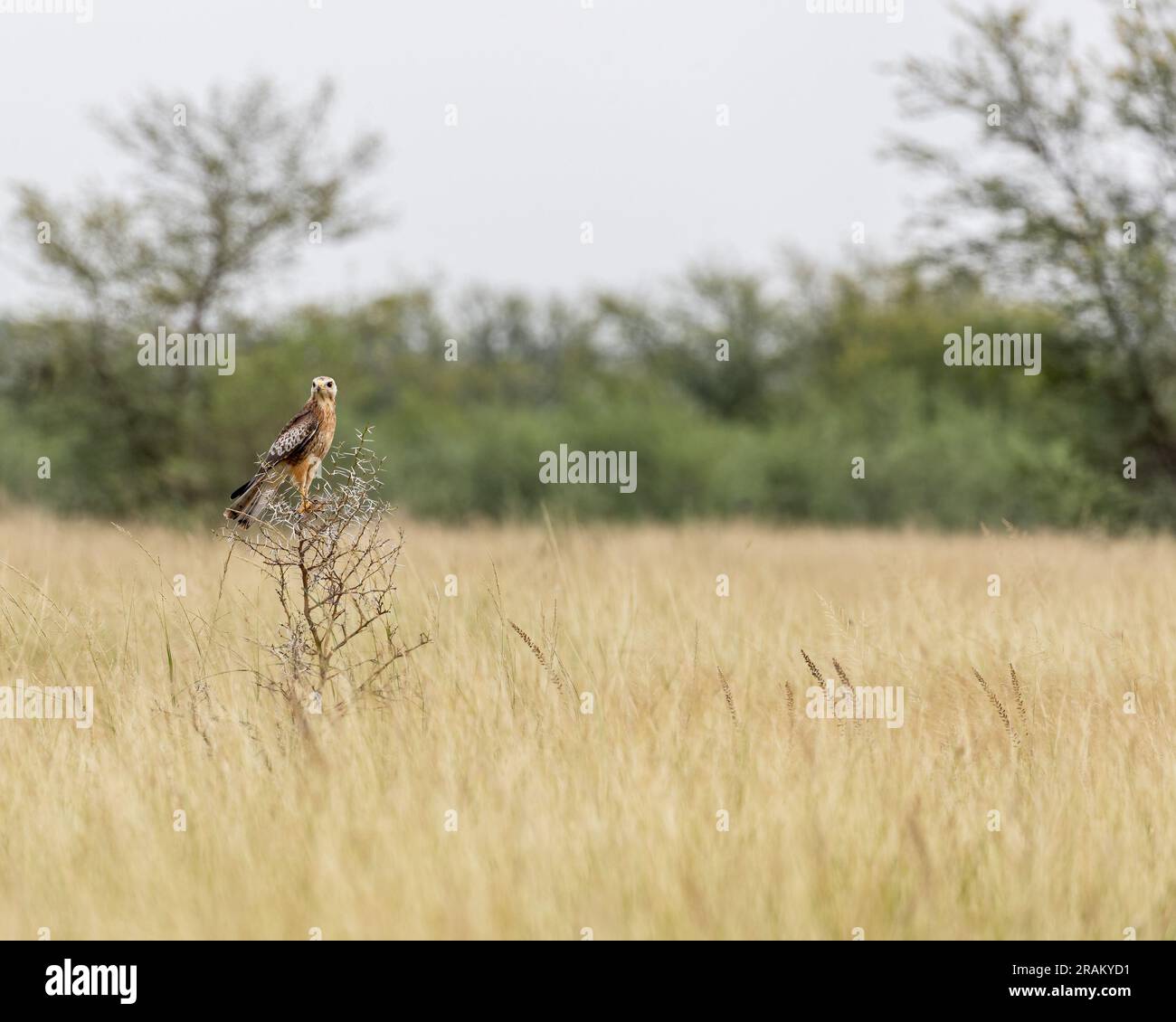Buzzard looking camera hi-res stock photography and images - Alamy