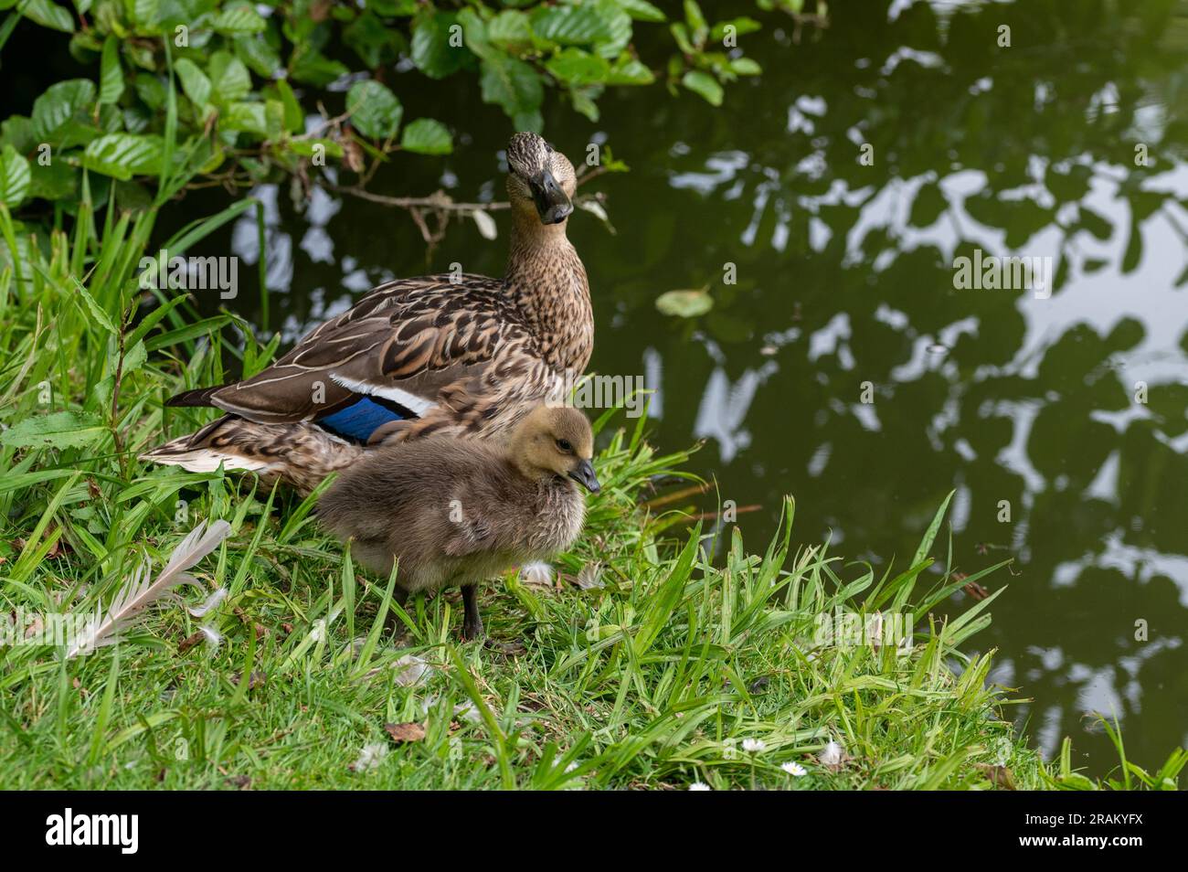 A gosling that thinks it's a duck. Unusual parenting with a female ...