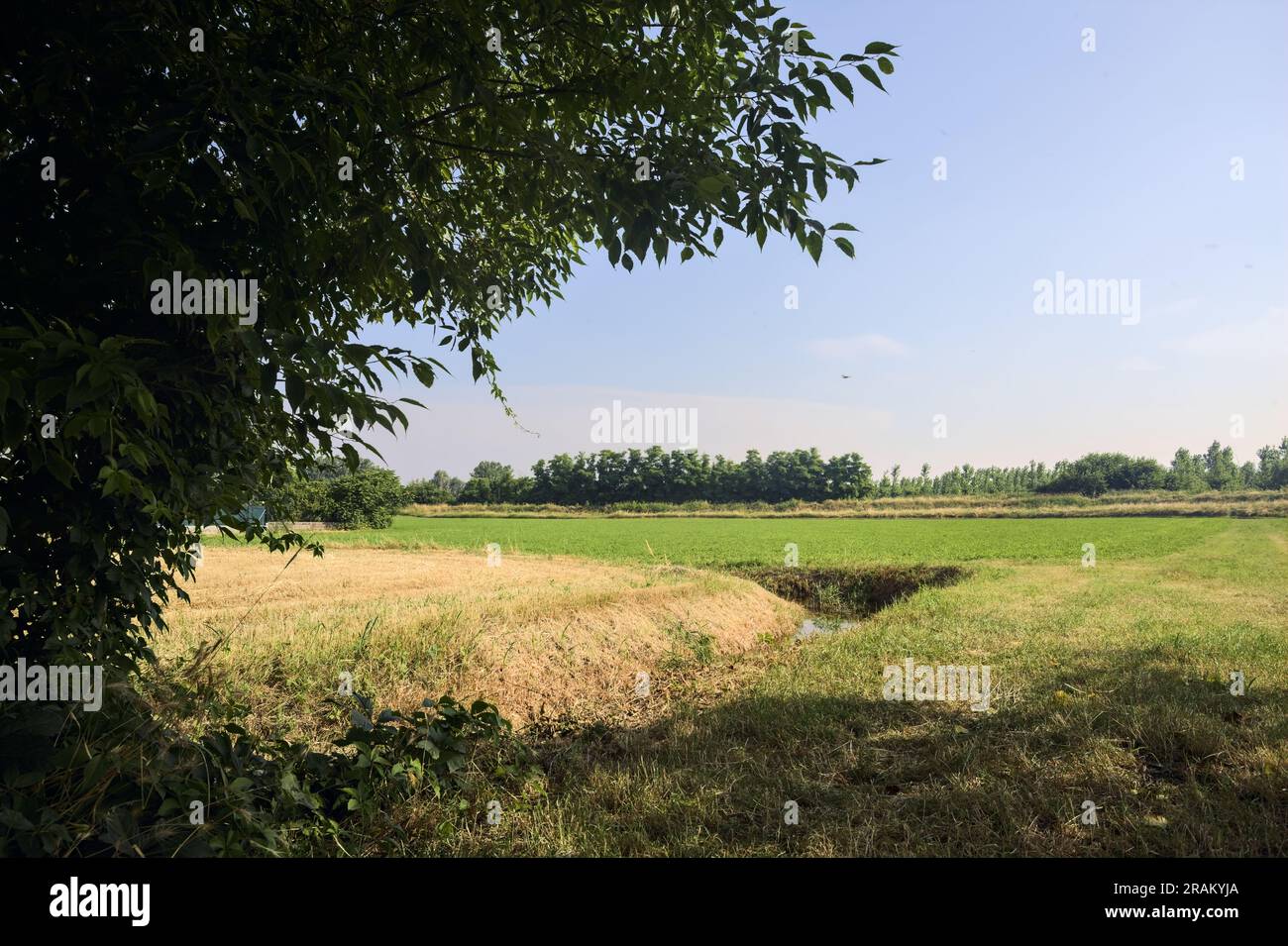 Trees and a dry trench in a field on a sunny summer day in the italian ...