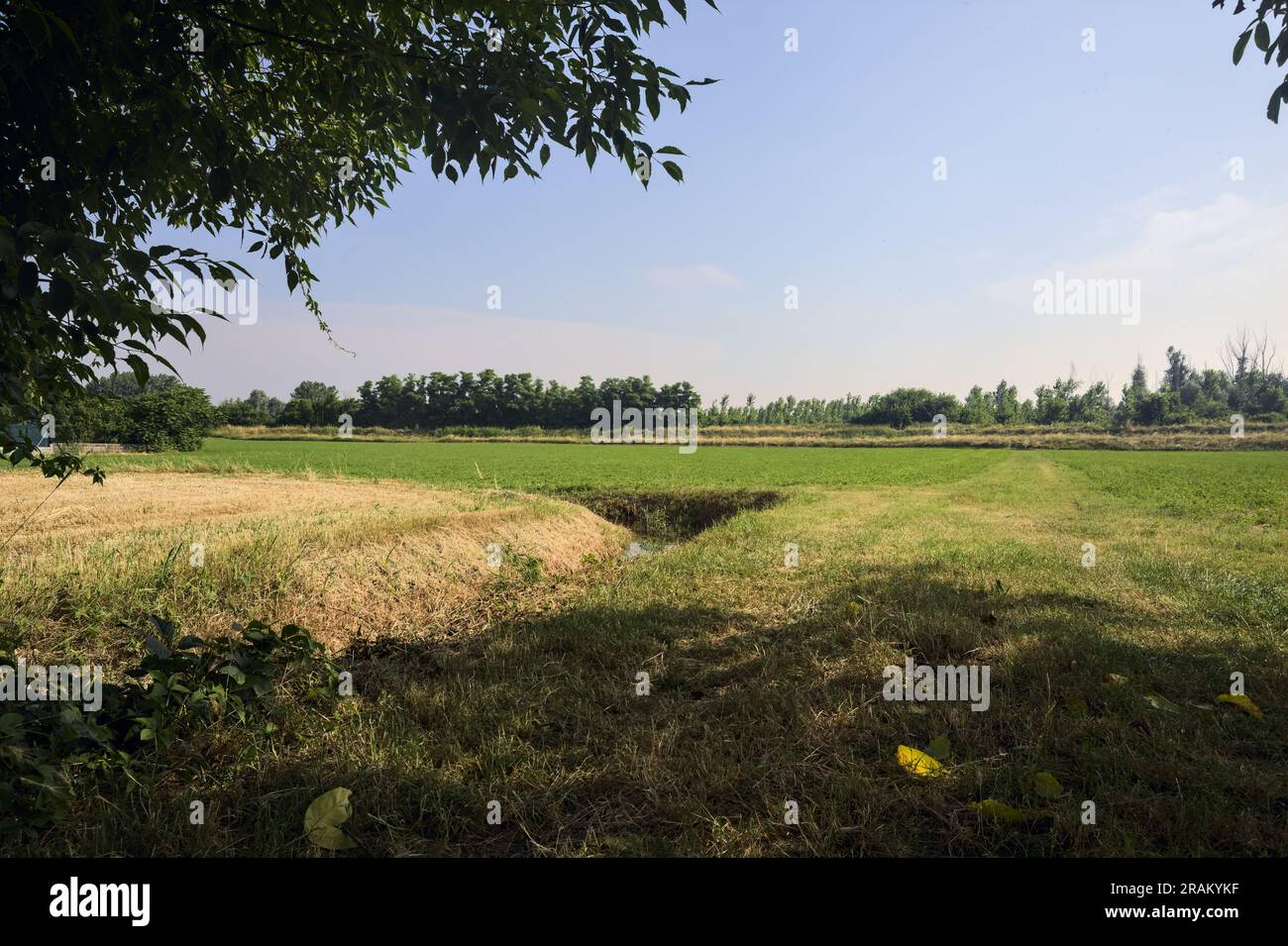 Trees and a dry trench in a field on a sunny summer day in the italian ...