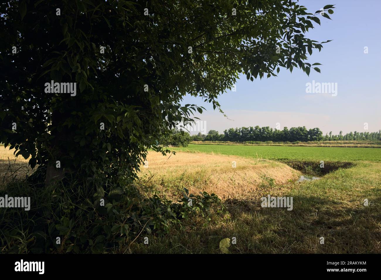 Trees and a dry trench in a field on a sunny summer day in the italian ...