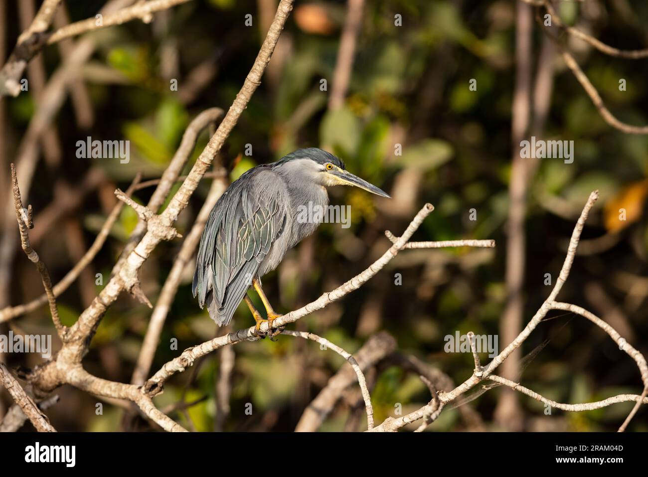 Striated heron Butorides striata, adult perched in Red mangrove ...