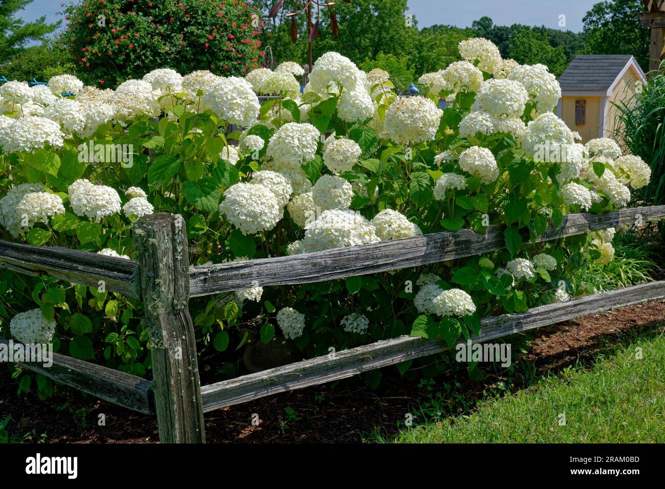Large snowball shape white clusters of flowers in full bloom on a ...