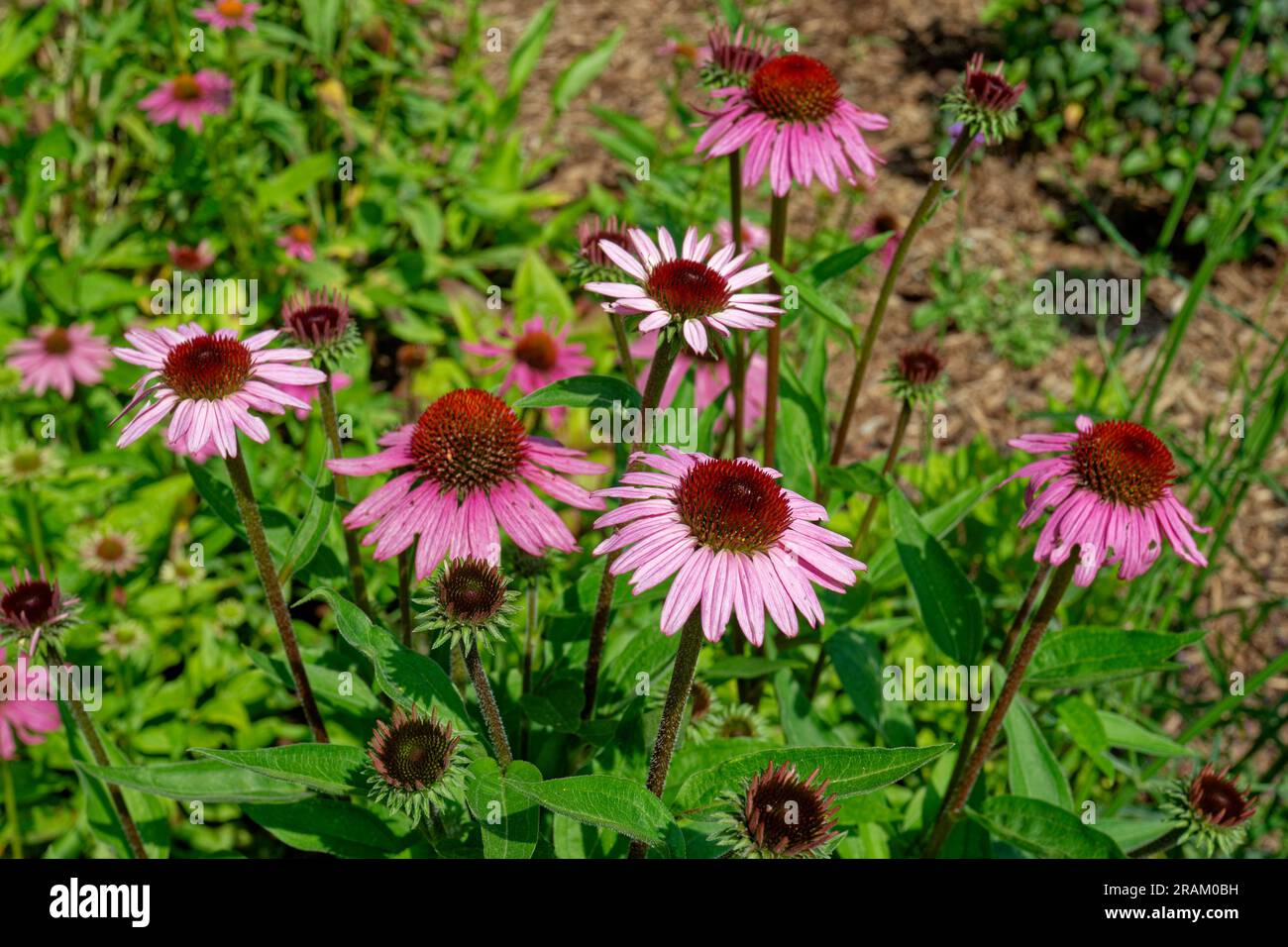 Bunch of purple coneflowers echinacea purpurea growing in a grouping ...