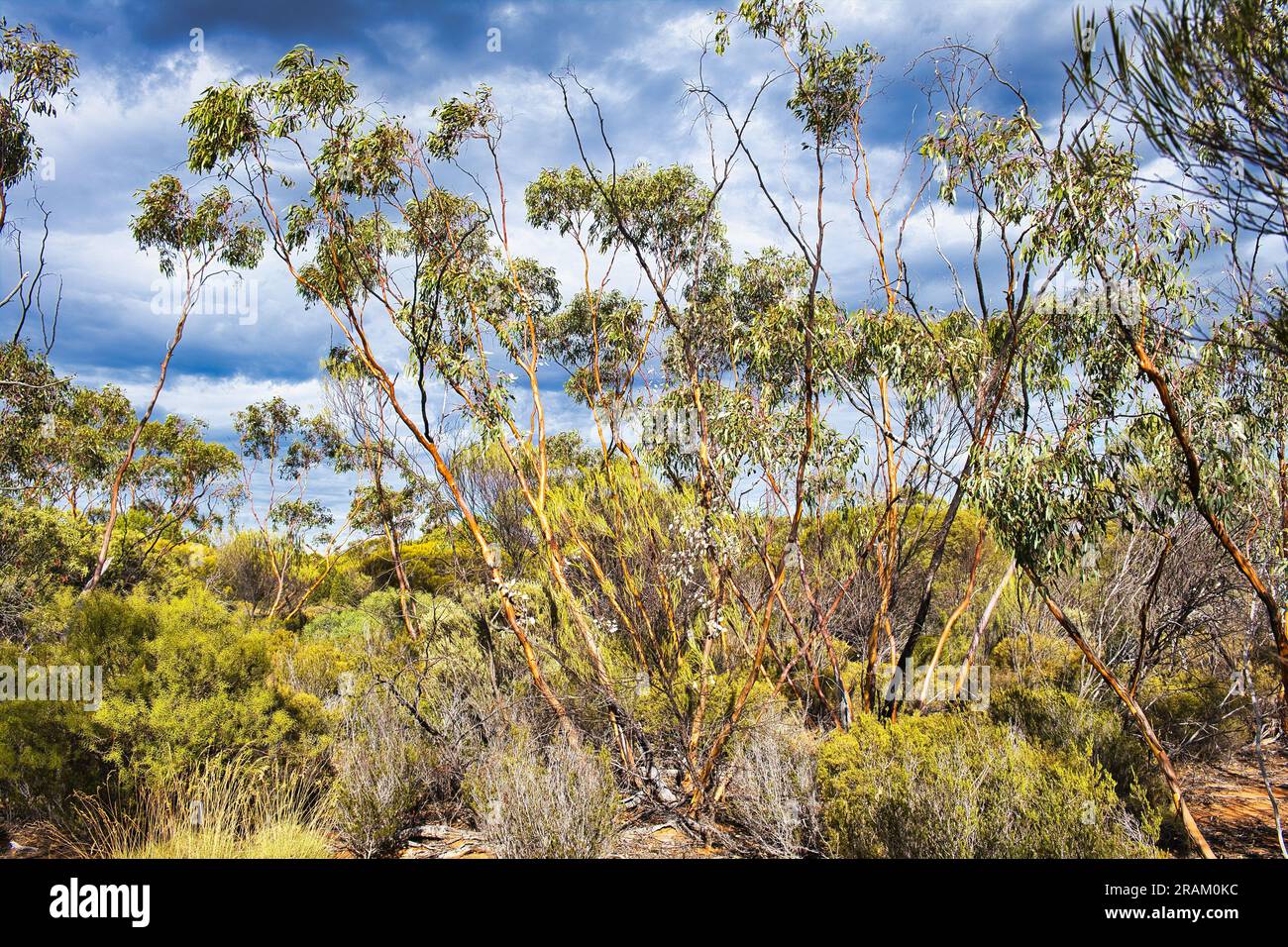 Goldfields woodlands hi-res stock photography and images - Alamy
