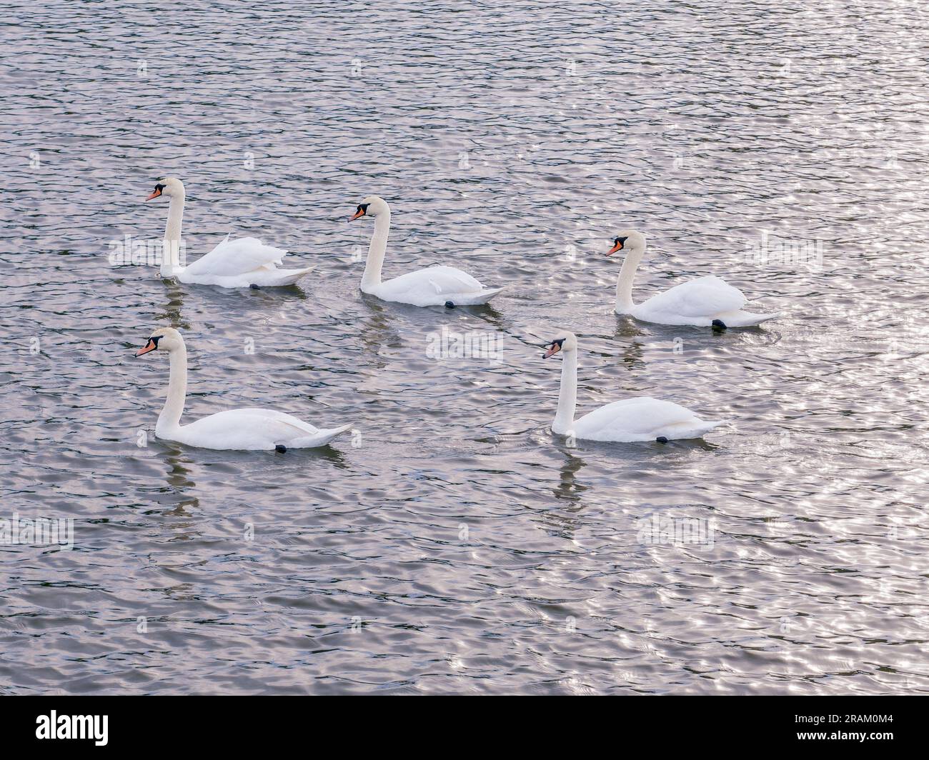 Aerial view of some white swan birds on a lake during a beautiful ...
