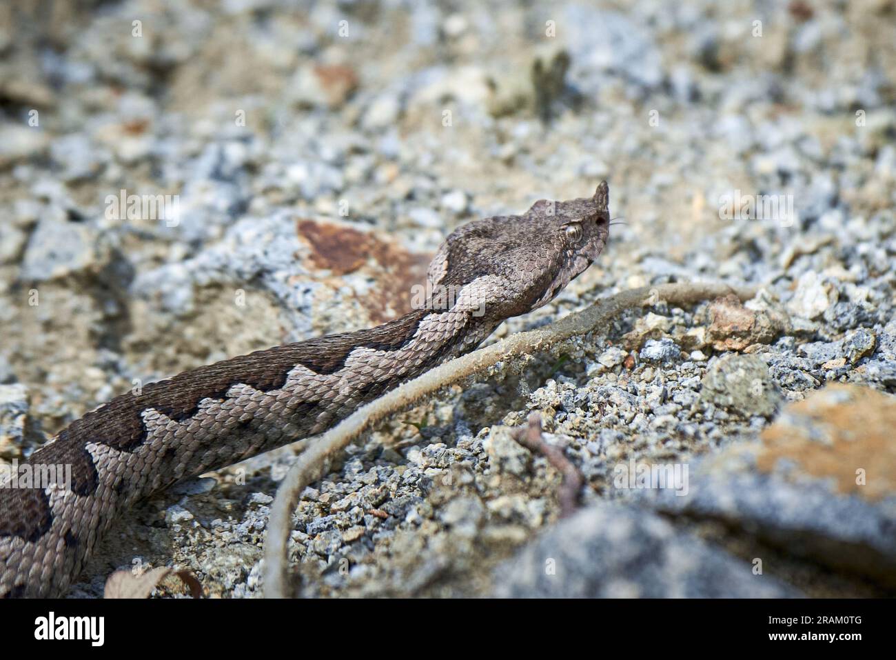 Nose-Horned Viper male in natural habitat (Vipera ammodytes Stock Photo ...