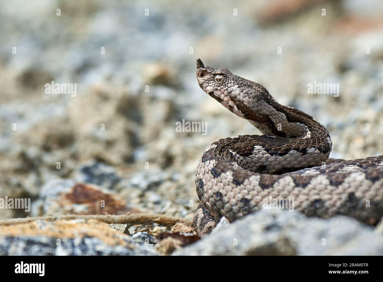 Nose-Horned Viper male in natural habitat (Vipera ammodytes Stock Photo ...