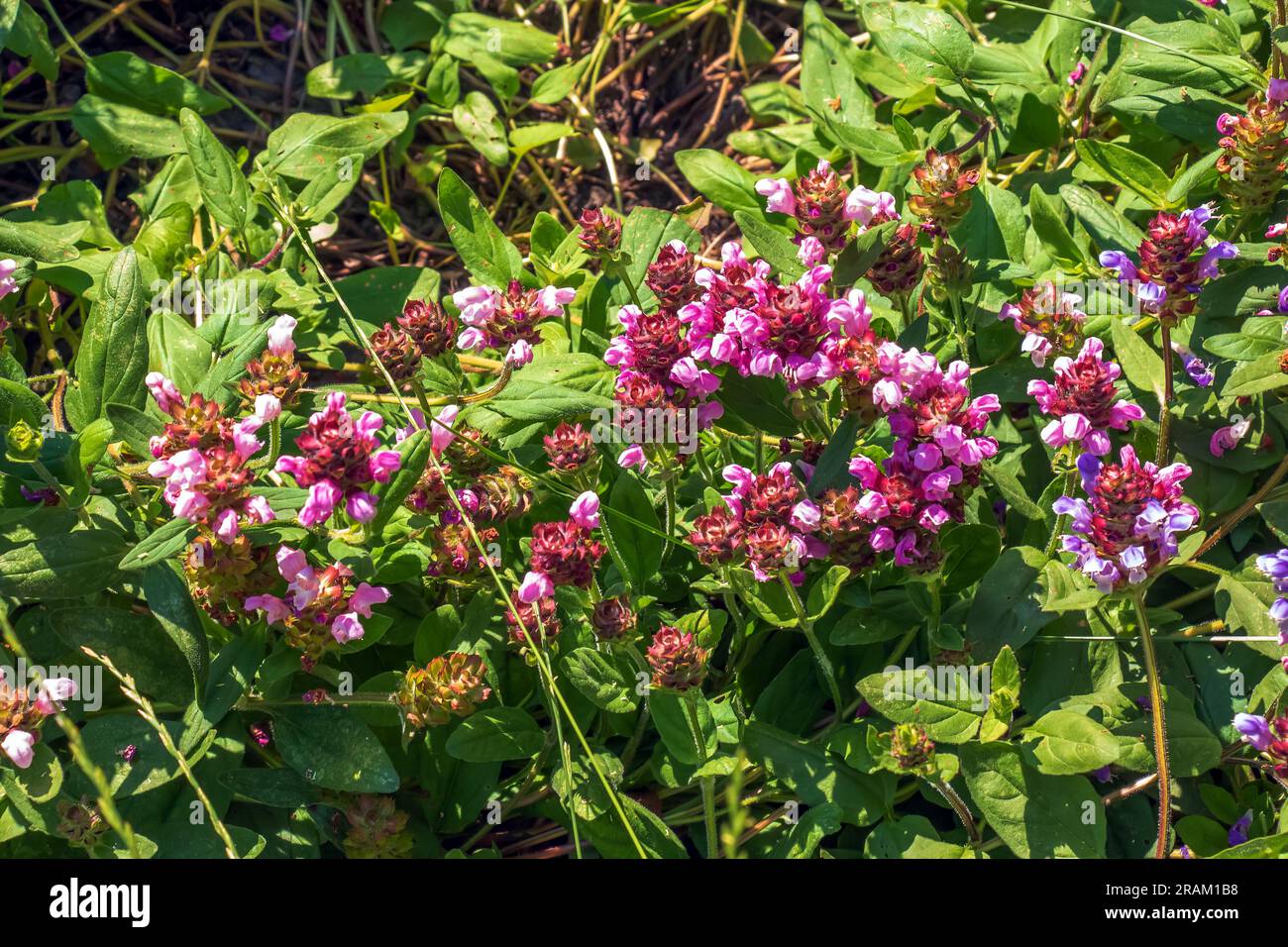 Prunella vulgaris L known as common self-heal, heal-all, woundwort ...