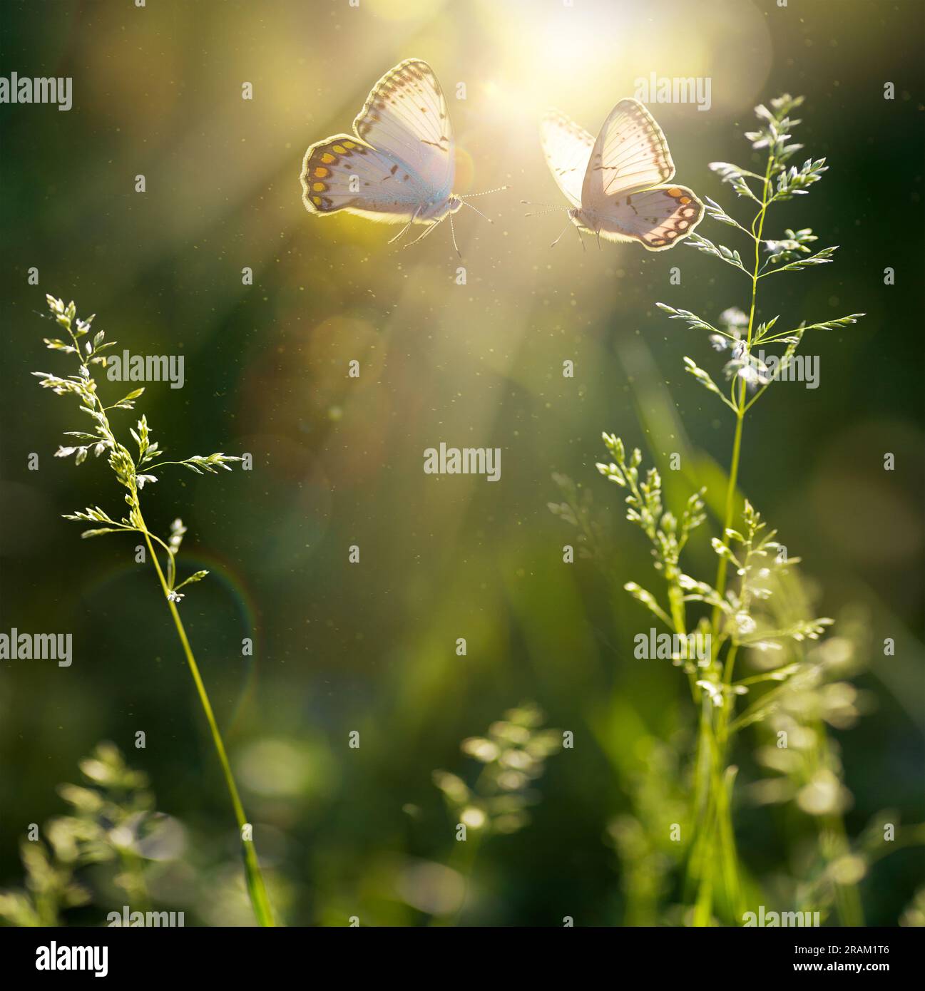 summer forest glade with flowering grass and butterflies on a sunny day; back lighting, high key ...