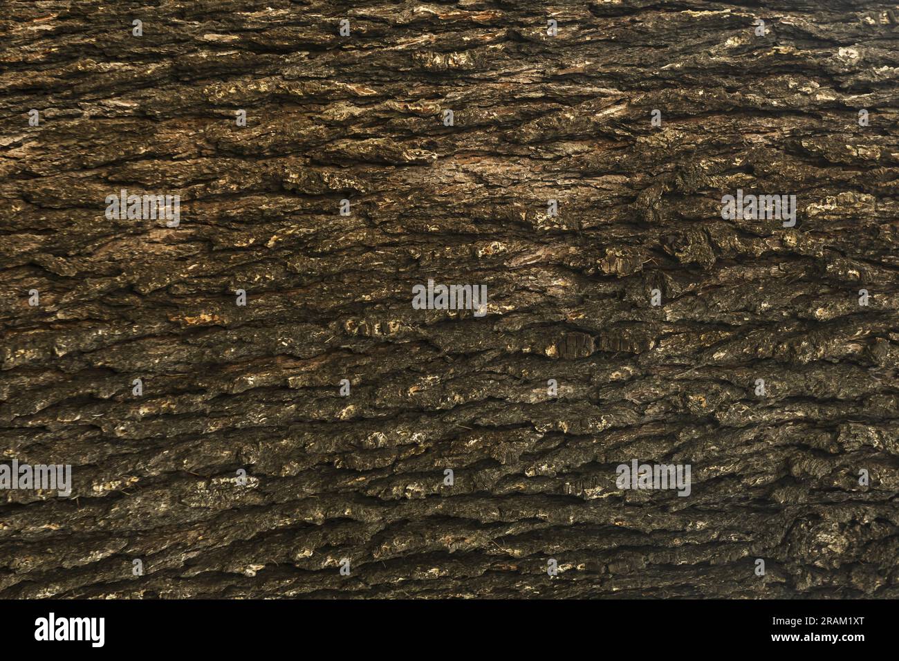 A natural tree bark. vector wood background texture Stock Photo - Alamy