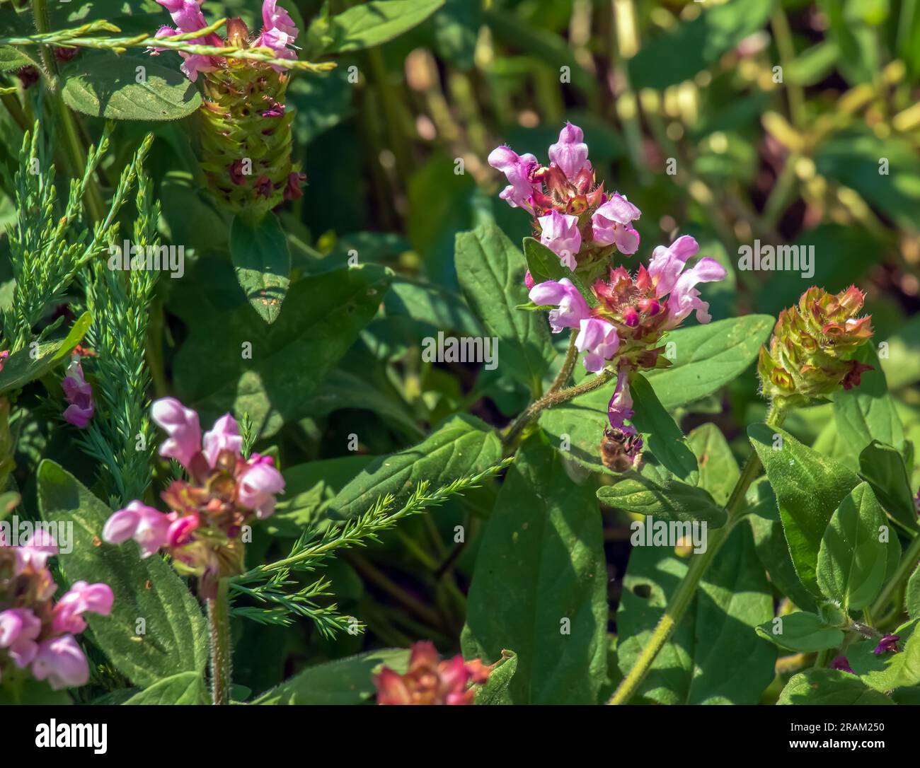 Prunella vulgaris L known as common self-heal, heal-all, woundwort ...