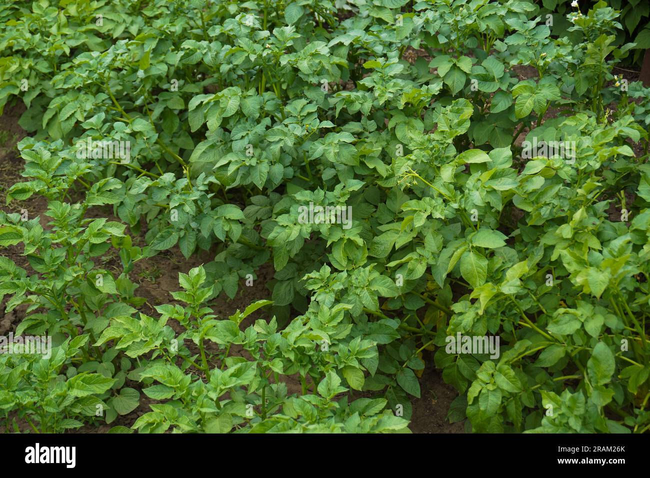 Potato bushes close-up. Background of potato bushes. High quality photo ...