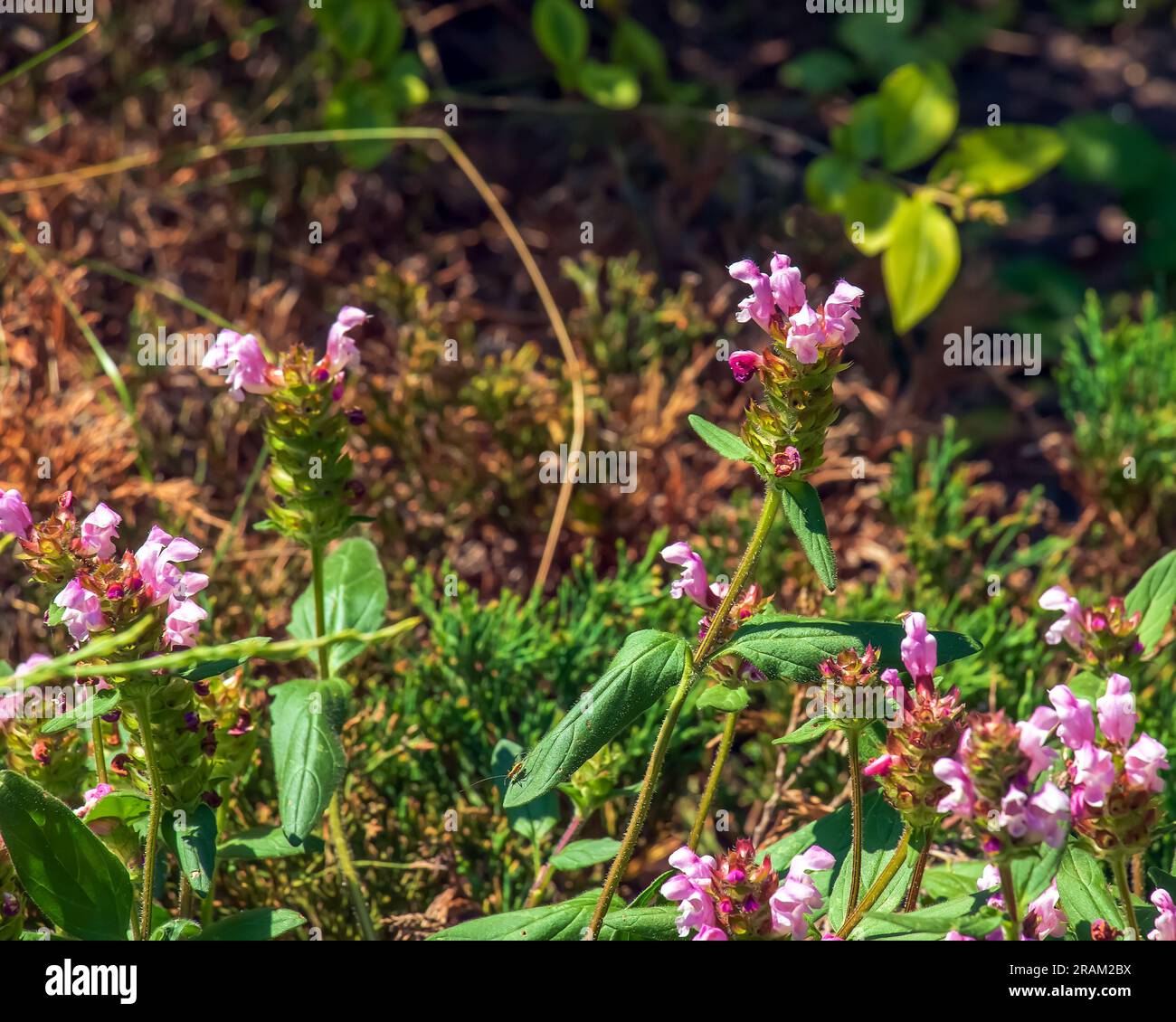 Prunella vulgaris L known as common self-heal, heal-all, woundwort ...