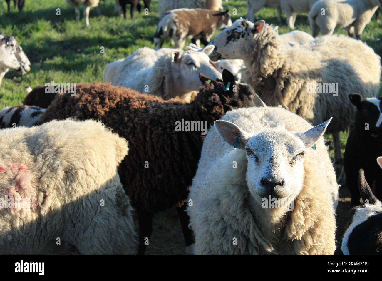 Mutton and lamb production hi-res stock photography and images - Alamy