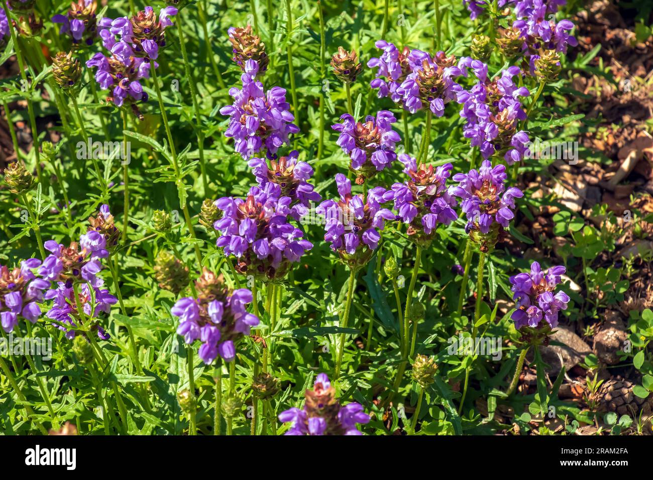 Prunella vulgaris L known as common self-heal, heal-all, woundwort ...