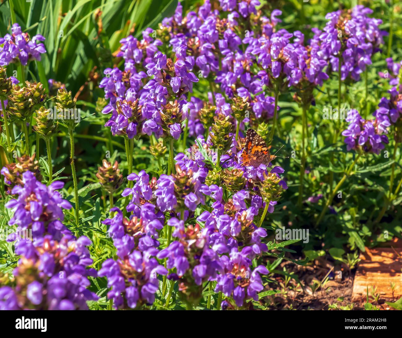 Prunella vulgaris L known as common self-heal, heal-all, woundwort ...