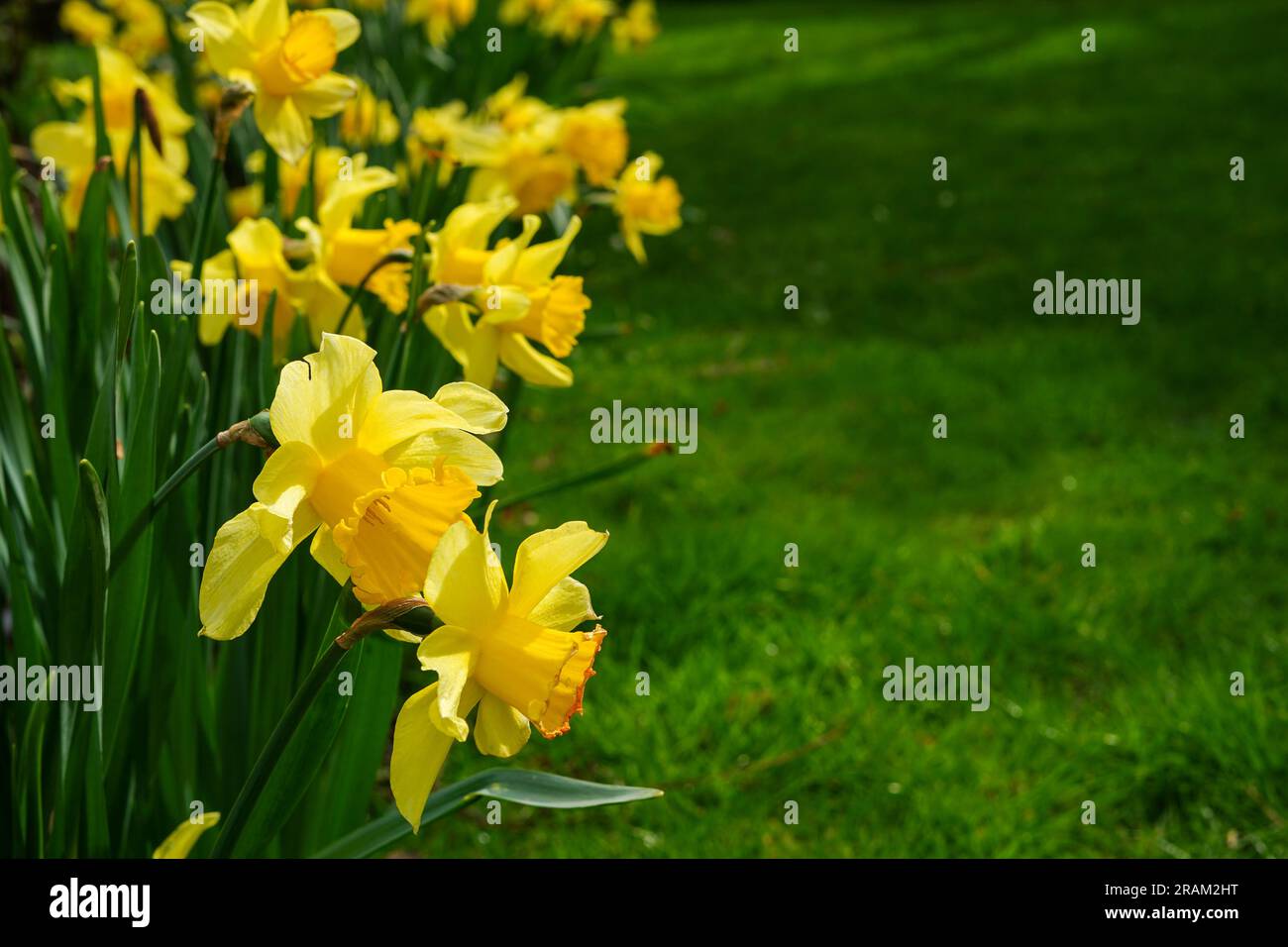 Amazing Yellow Daffodils flower field in green garden . spring ...