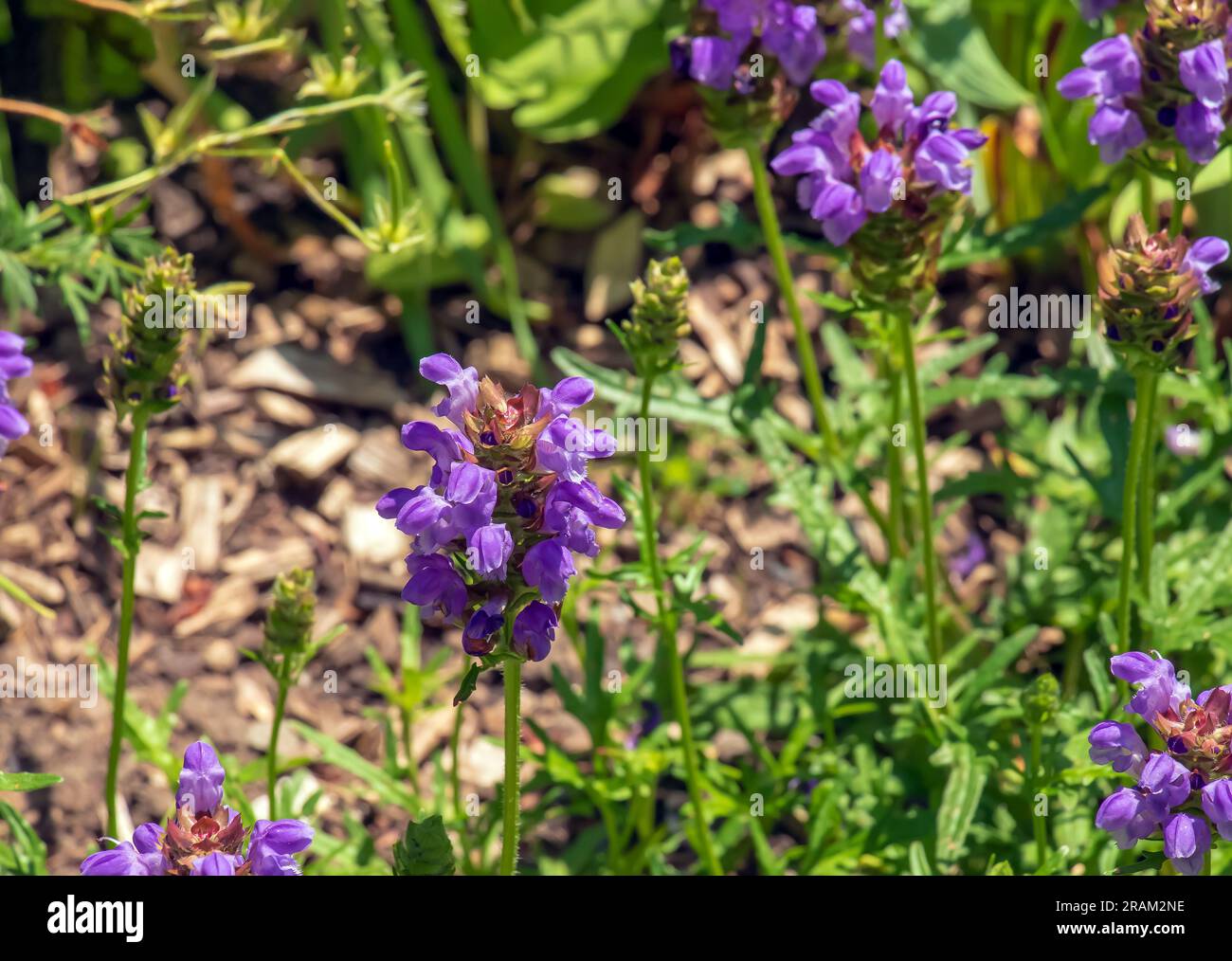 Prunella vulgaris L known as common self-heal, heal-all, woundwort ...