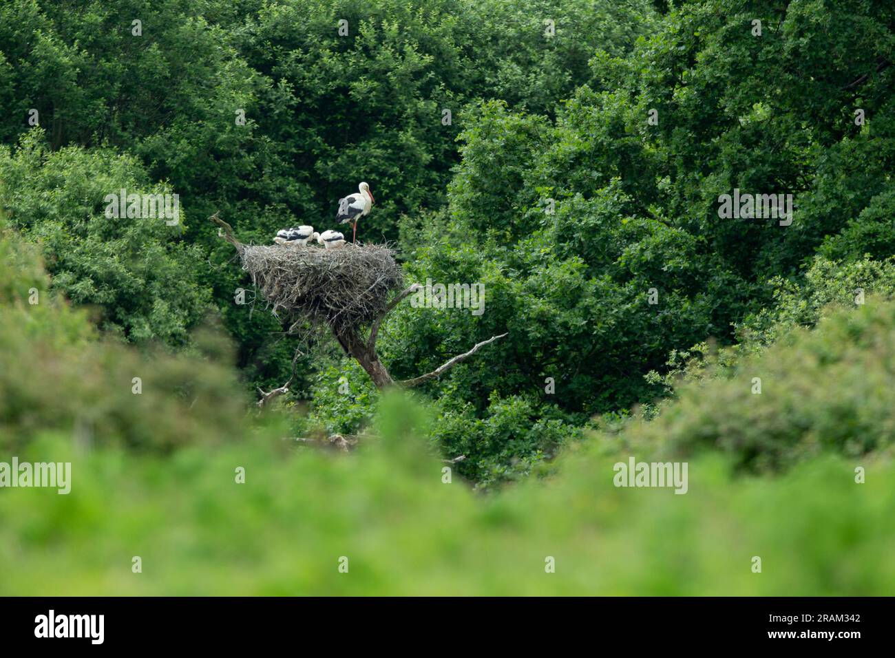 Treetop nest hi-res stock photography and images - Alamy