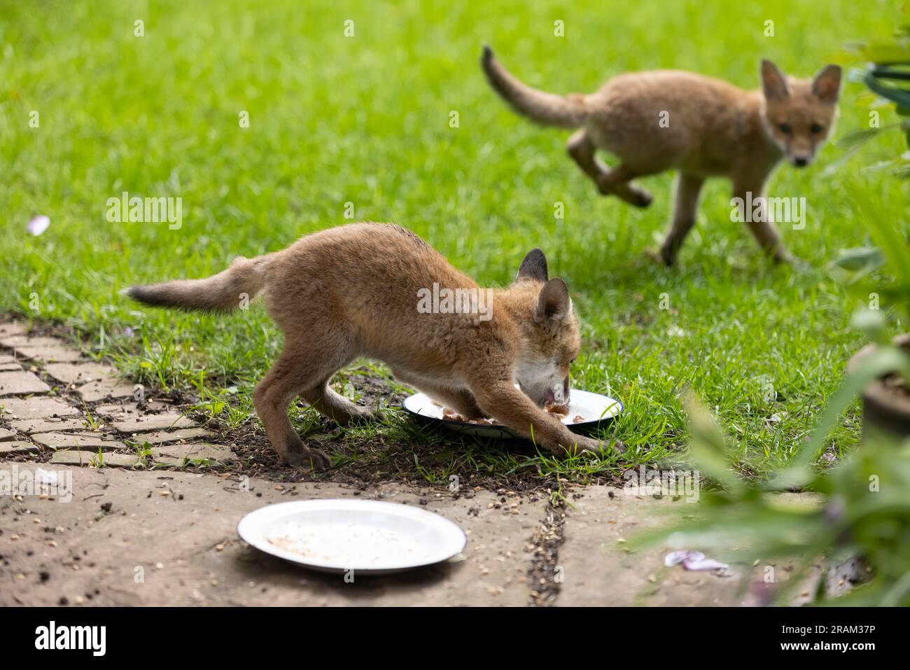 Red fox Vulpes vulpes, cub feeding from plate in urban garden, Weston ...