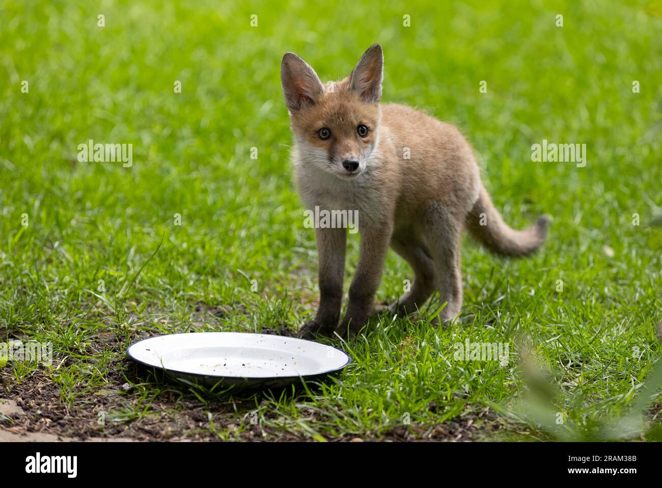 Red fox Vulpes vulpes, cub feeding from plate in urban garden, Weston ...