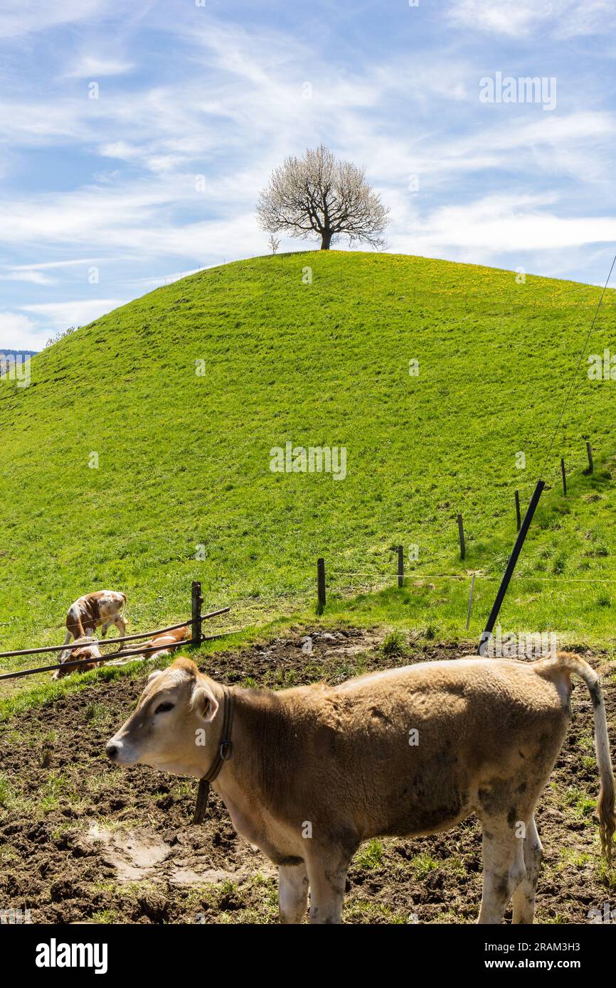 Drumlin hill with a blooming cherry tree under blue sky in summer and ...