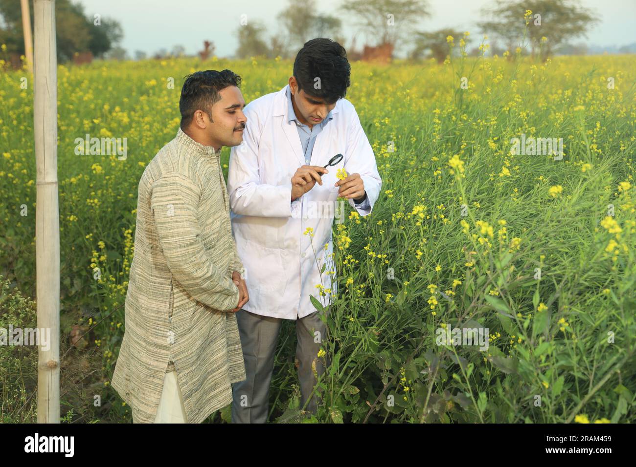 Doctor testing and examining crops quality for betterment of ...