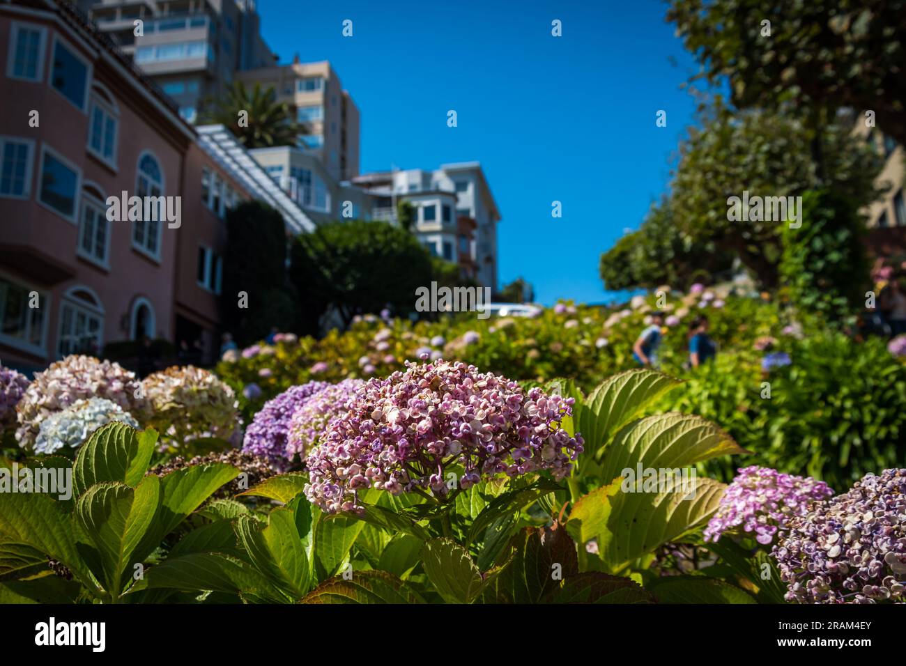 Crookedest street in the world san francisco lombard street hi-res ...