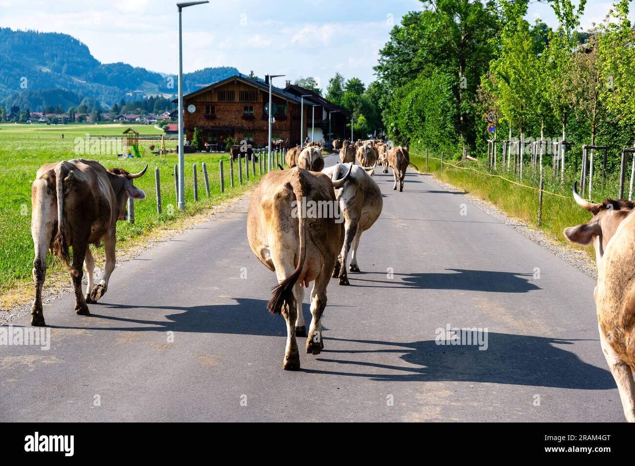 healthy cows with bell roaming in the Bavarian alps Stock Photo - Alamy