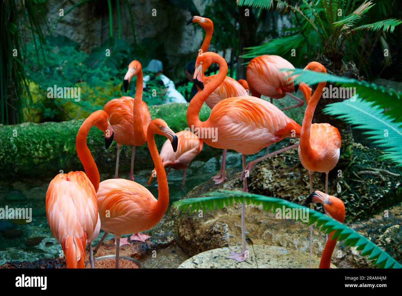 Zoo birdwatching hi-res stock photography and images - Alamy
