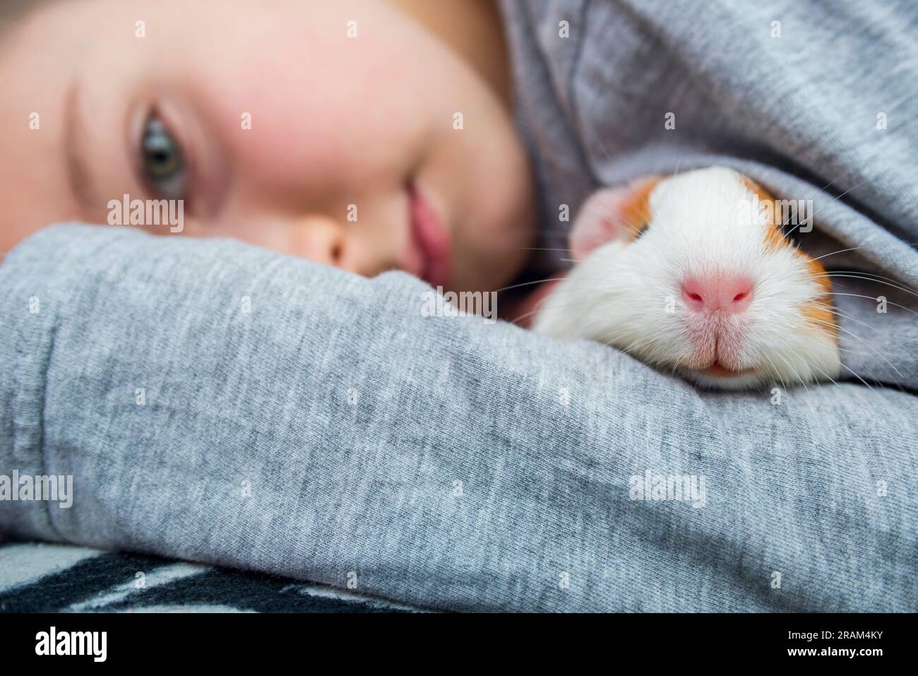 Boy with a guinea pig hi-res stock photography and images - Alamy